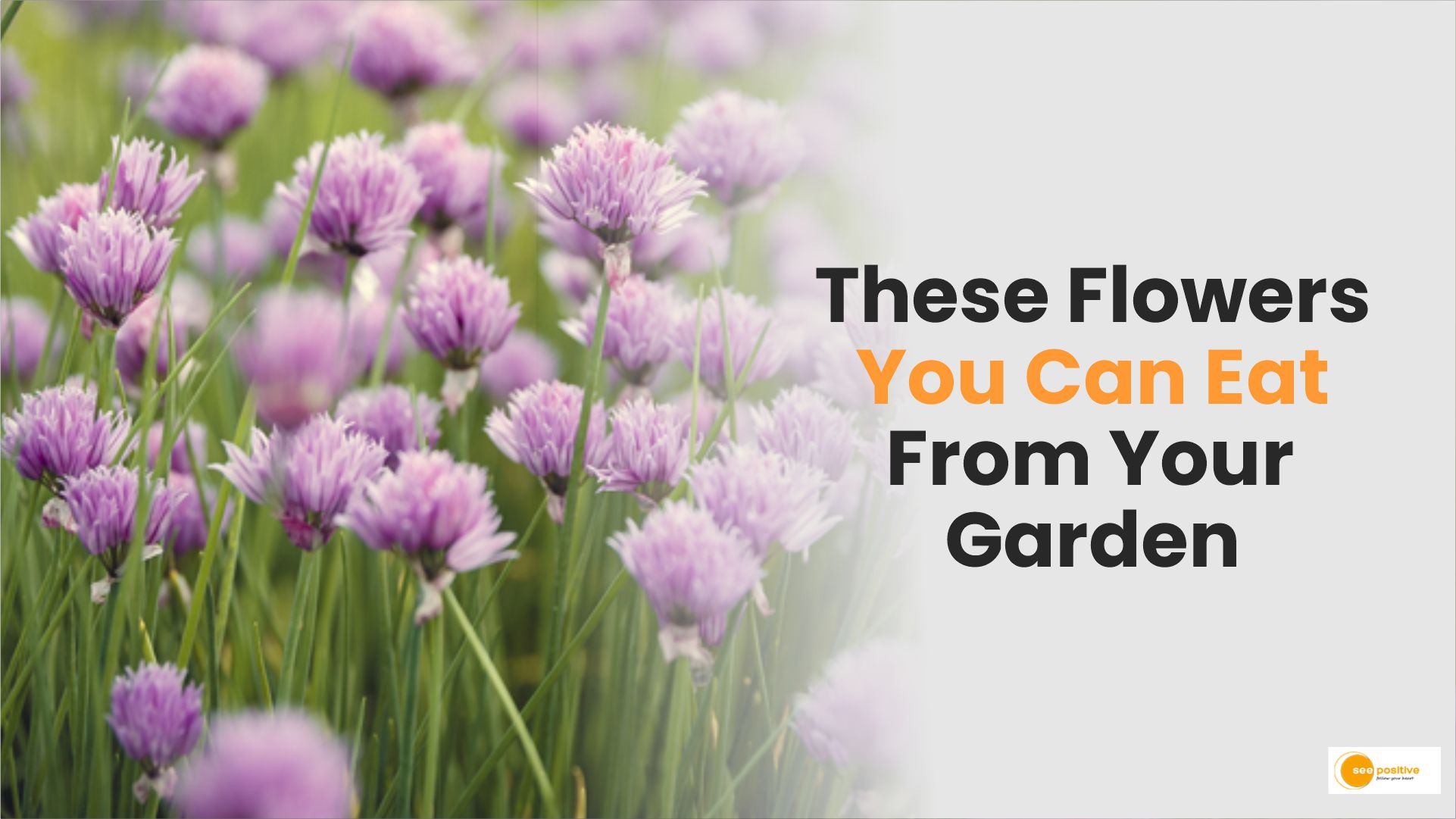 13 Types Of Edible Flowers And Their Uses In Cooking - See Positive